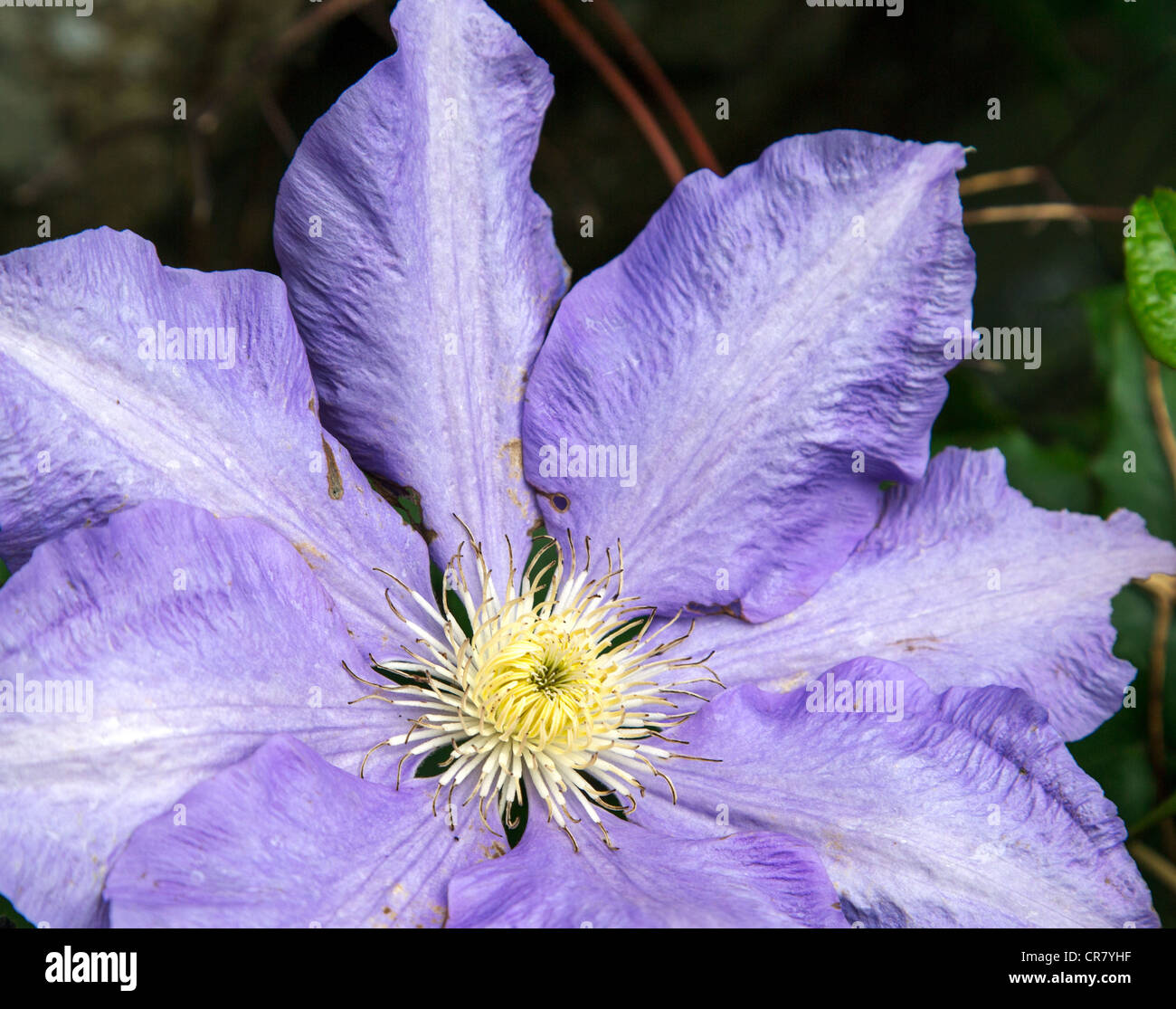 Blue clematis hi-res stock photography and images - Alamy