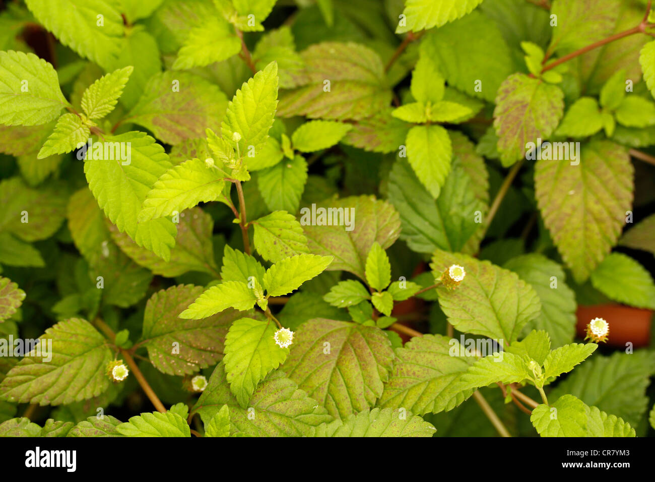 Aztec medicine hi-res stock photography and images - Alamy