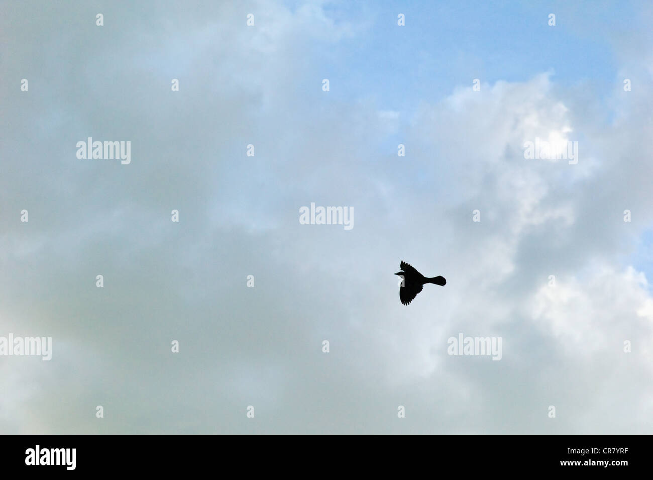 Puffy bird hi-res stock photography and images - Alamy