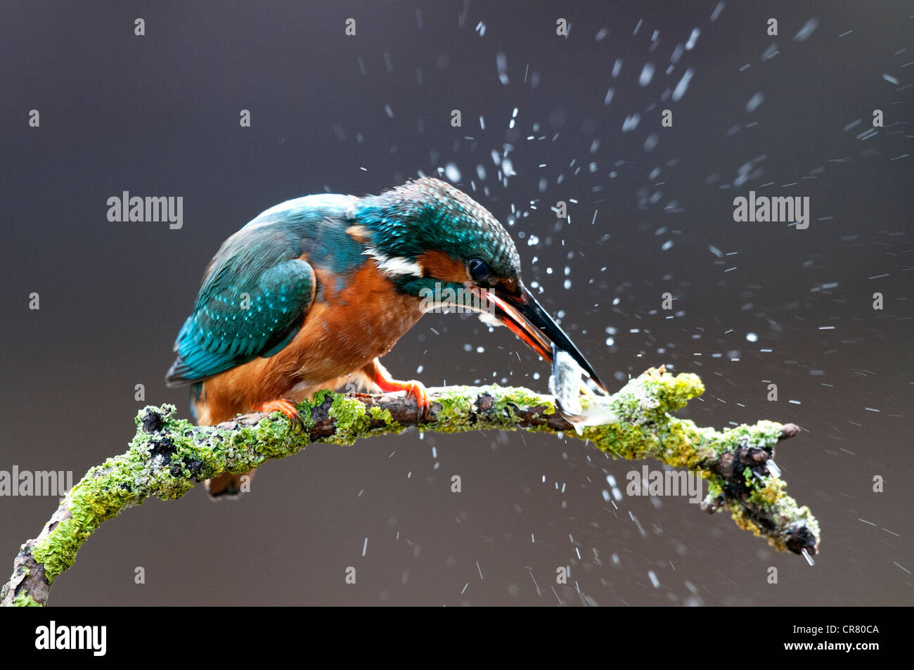 female kingfisher dispatching a fish against stick she is standing on ...