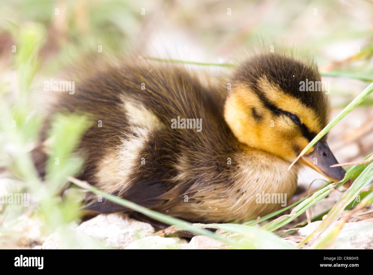 A lost Mallard duckling takes a nap as he waits for his family Stock ...