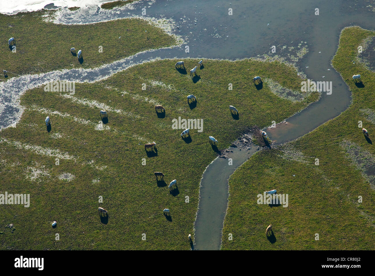 France, Calvados, Cabourg, Dives marsh, cows in flooded grasslands ...
