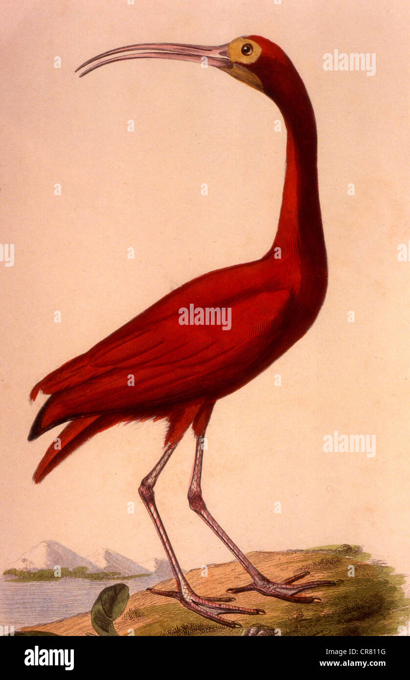 Colourful animals drawings hi-res stock photography and images - Alamy