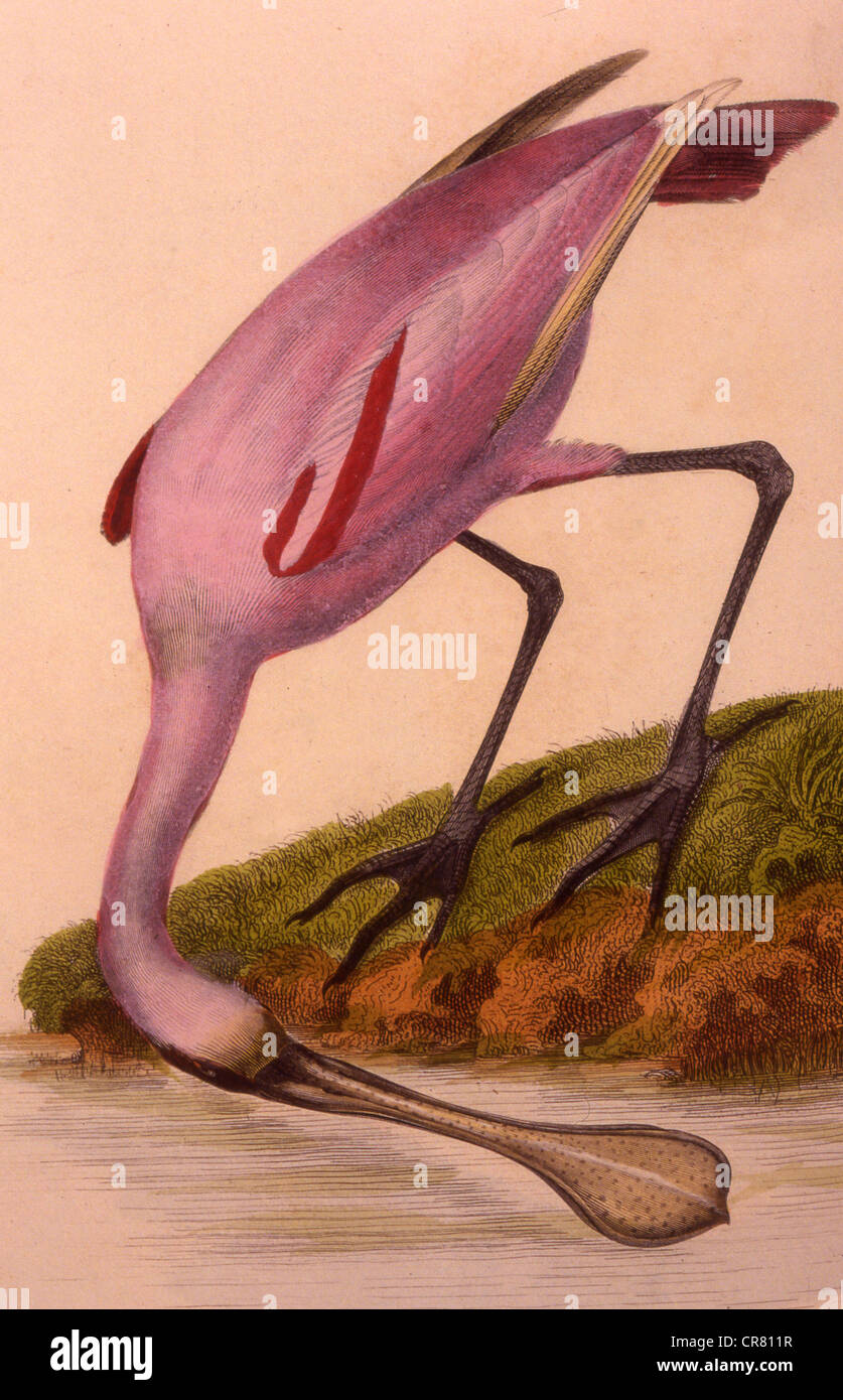 Historical bills hi-res stock photography and images - Alamy