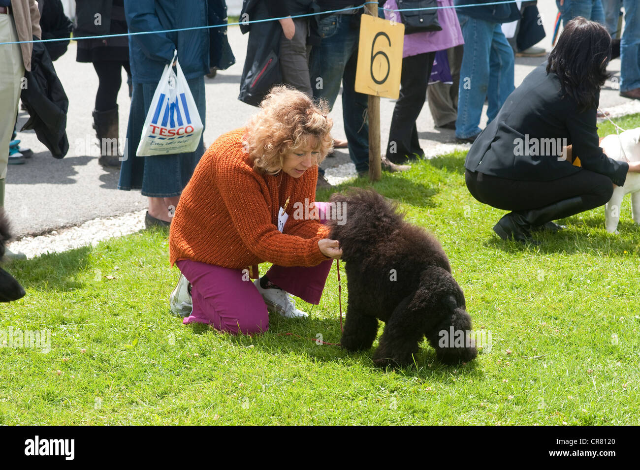 Cornwall, England, UK - Dog show competition at Royal Cornwall Snow ...