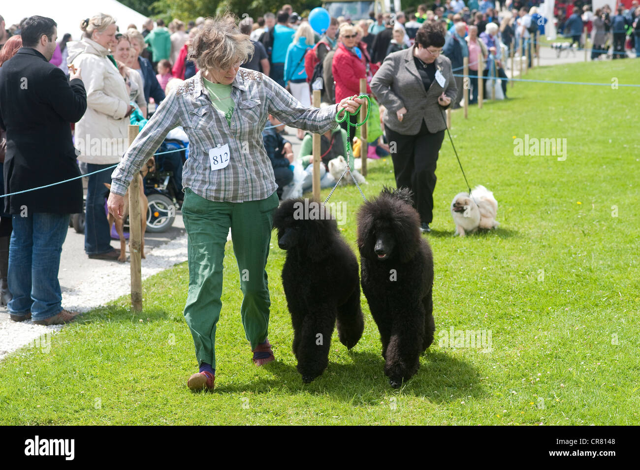 Cornwall, England, UK - Royal Cornwall Show, woman exhibiting two adult ...