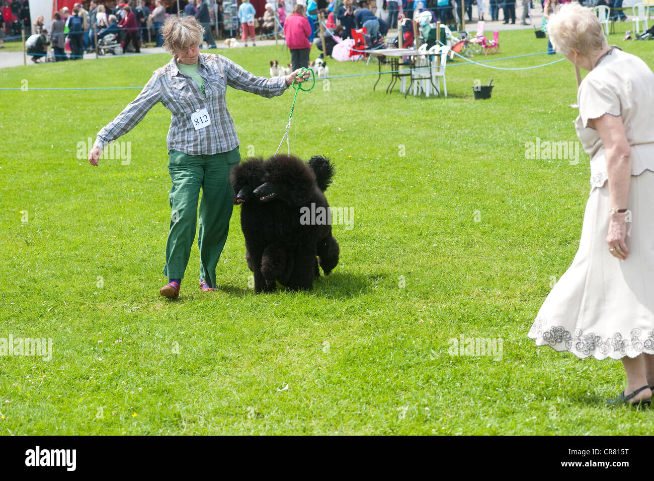 Cornwall, England, UK - Royal Cornwall Show, woman exhibiting two adult ...