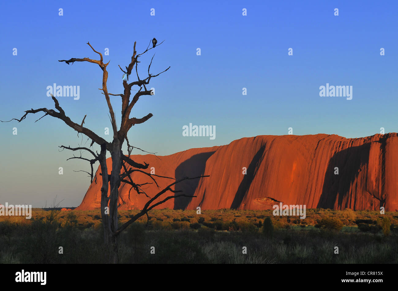 Australia, Northern Territory, Red center, Uluru and Kata Tjuta ...