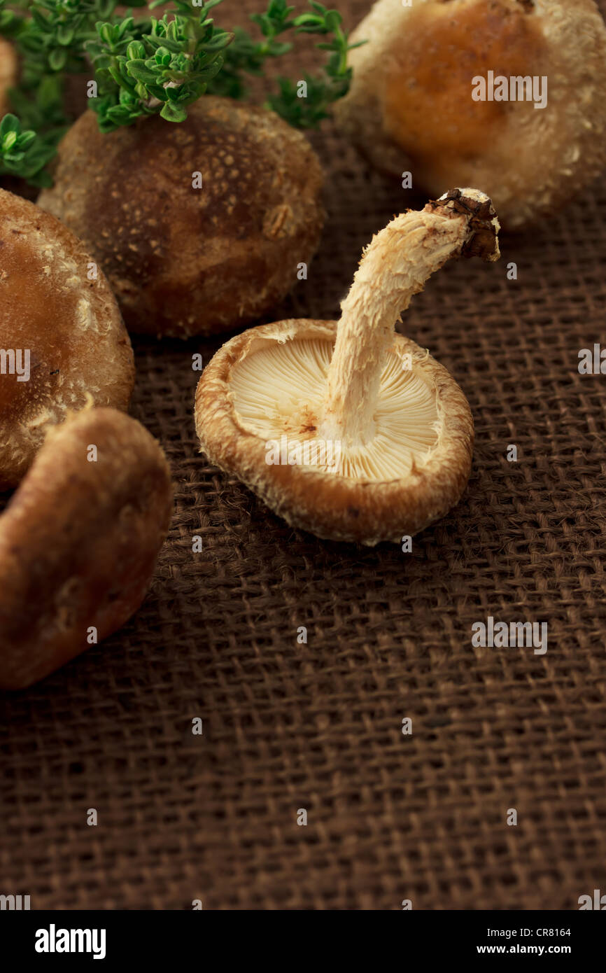 Shiitake mushrooms whole hi-res stock photography and images - Alamy