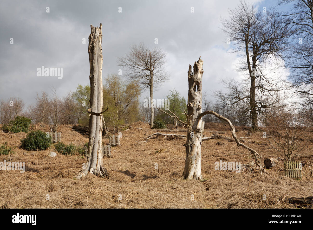 Two dead trees hi-res stock photography and images - Alamy