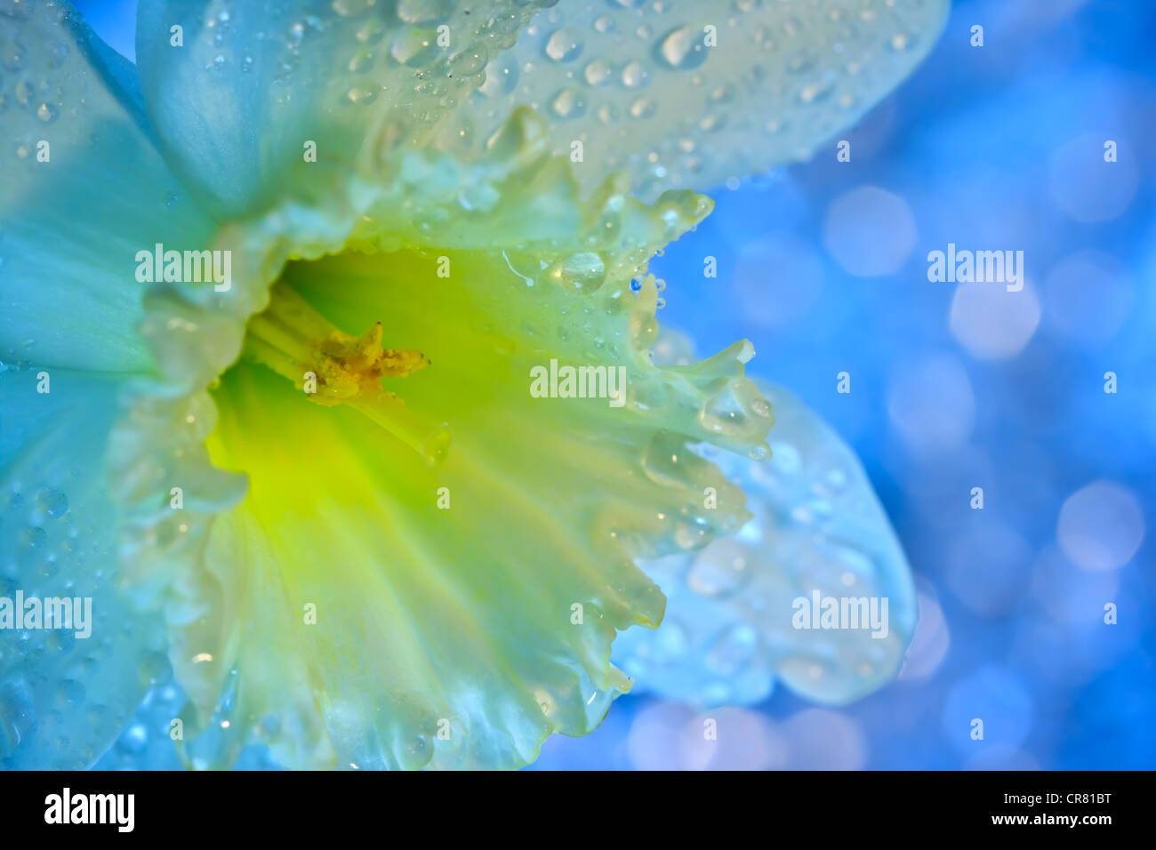 Magical flower hi-res stock photography and images - Alamy