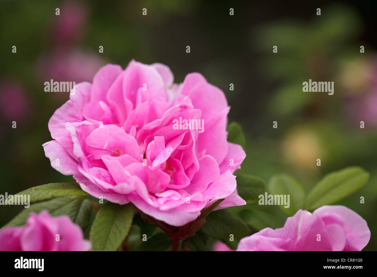 Rose fairy hi-res stock photography and images - Alamy