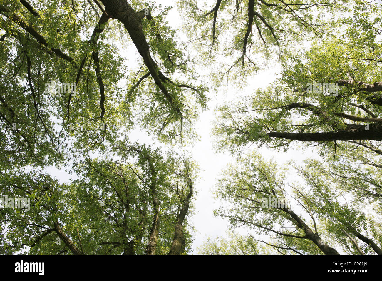 Tree canopy from below Stock Photo - Alamy