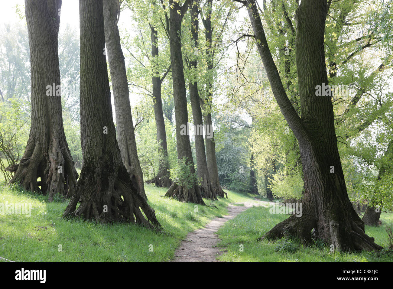 Poplar trees with their roots exposed by erosion, Niederrhein, North ...