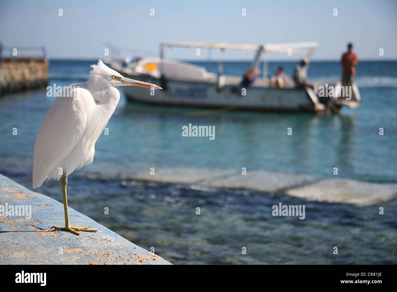 Heron and a fishing boat, Hurghada, Egypt, Red Sea, Africa Stock Photo ...