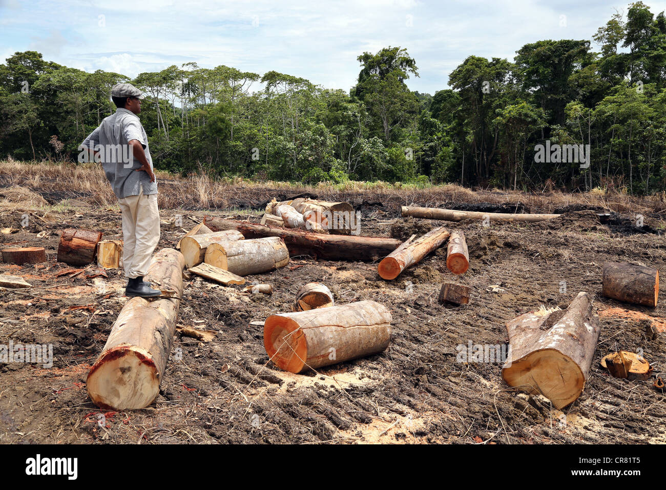Illegal logging papua new guinea hi-res stock photography and images ...
