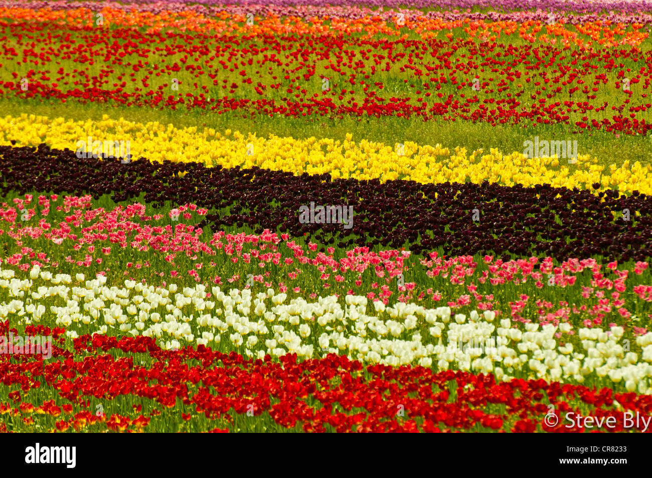 Rows of spring tulip flowers in bloom on the Wooden Shoe Tulip Farm in ...