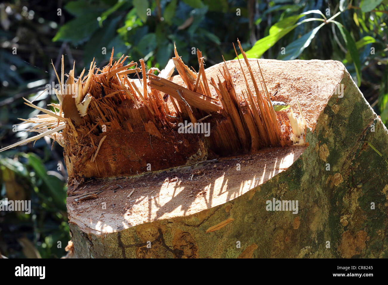 Deforestation, stump of a felled tree in a log clearing area, Papua New ...