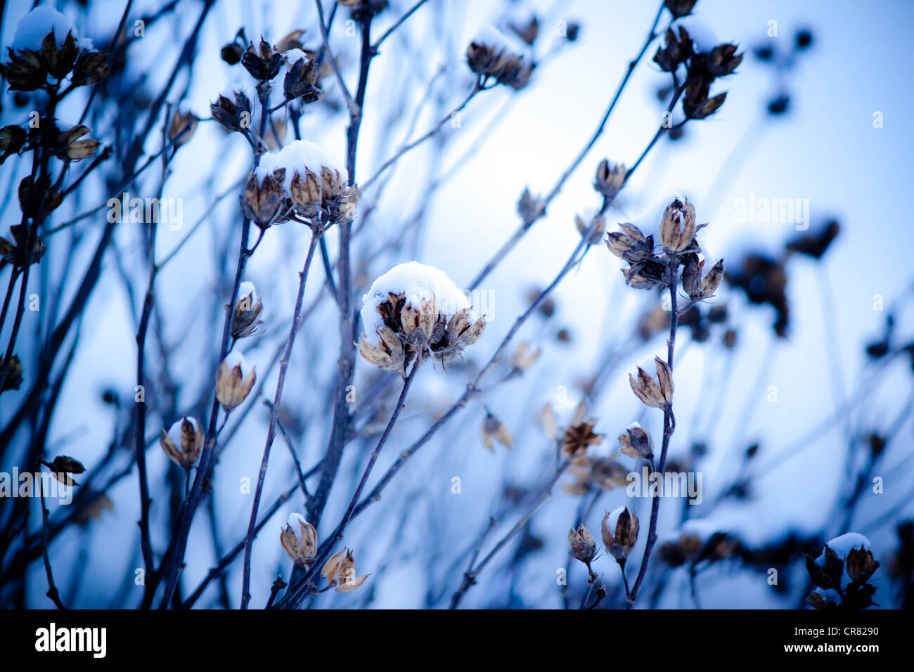 Blue dawn flower hi-res stock photography and images - Alamy