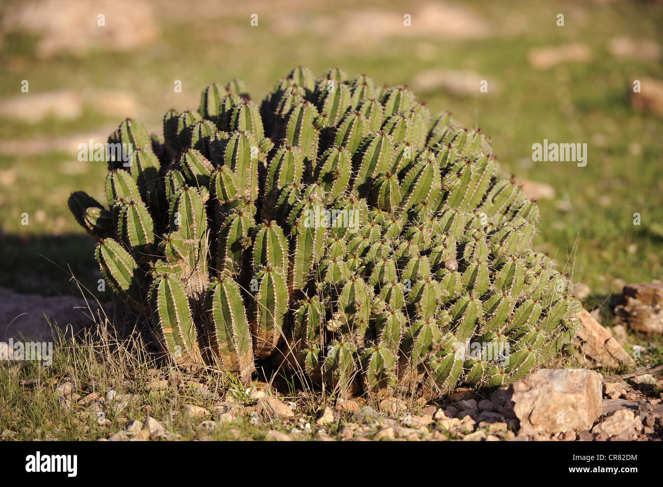 Maghrebian Resin Spurge (Euphorbia resinifera), southwestern Morocco ...