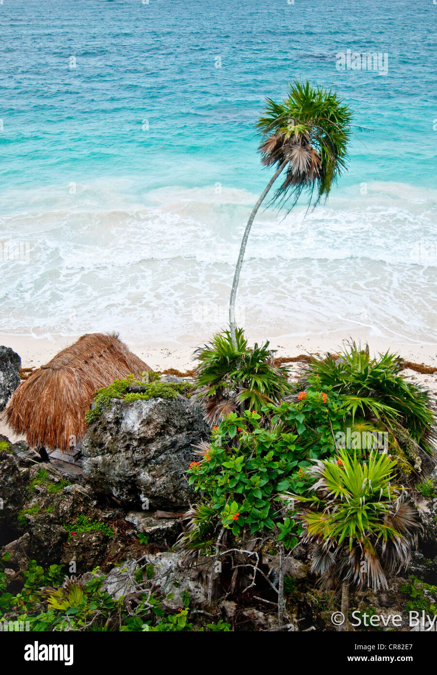Beautiful beach and palm tree below the Mayan Ruins of Tulum. Riviera ...