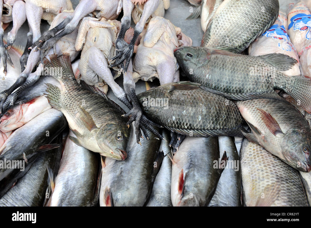 Hen fish hi-res stock photography and images - Alamy