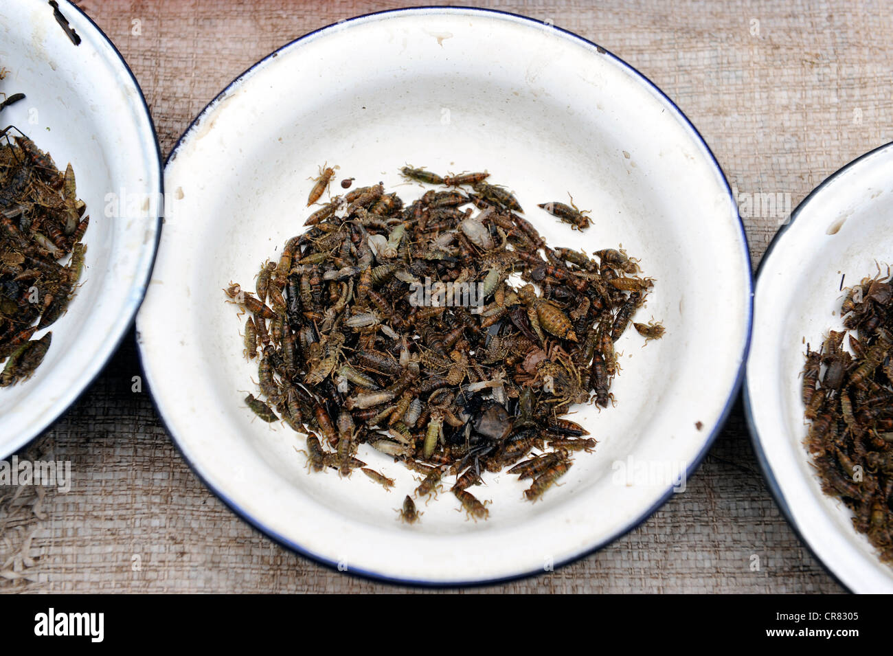 South east asian beetles hi-res stock photography and images - Alamy