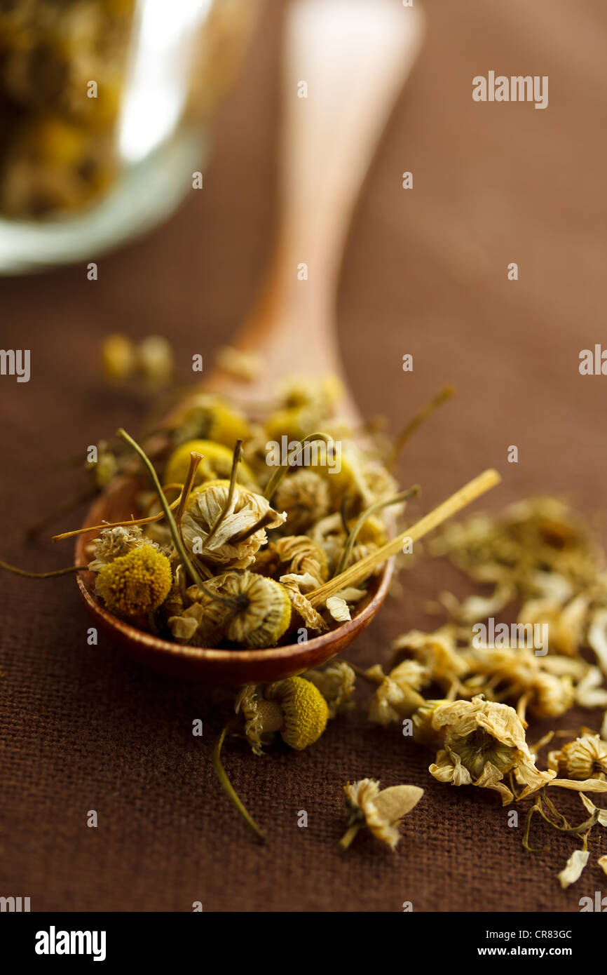 Chamomile hi-res stock photography and images - Alamy