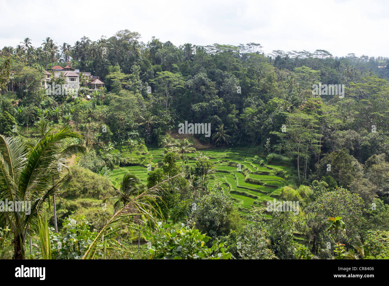 Rain Forest - Bali - Indonesia Stock Photo - Alamy