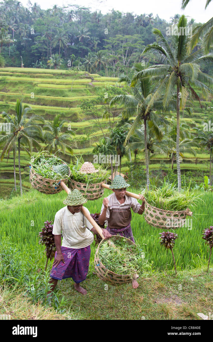 Rice Fields - Bali - Indonesia - Southeast Asia Stock Photo - Alamy