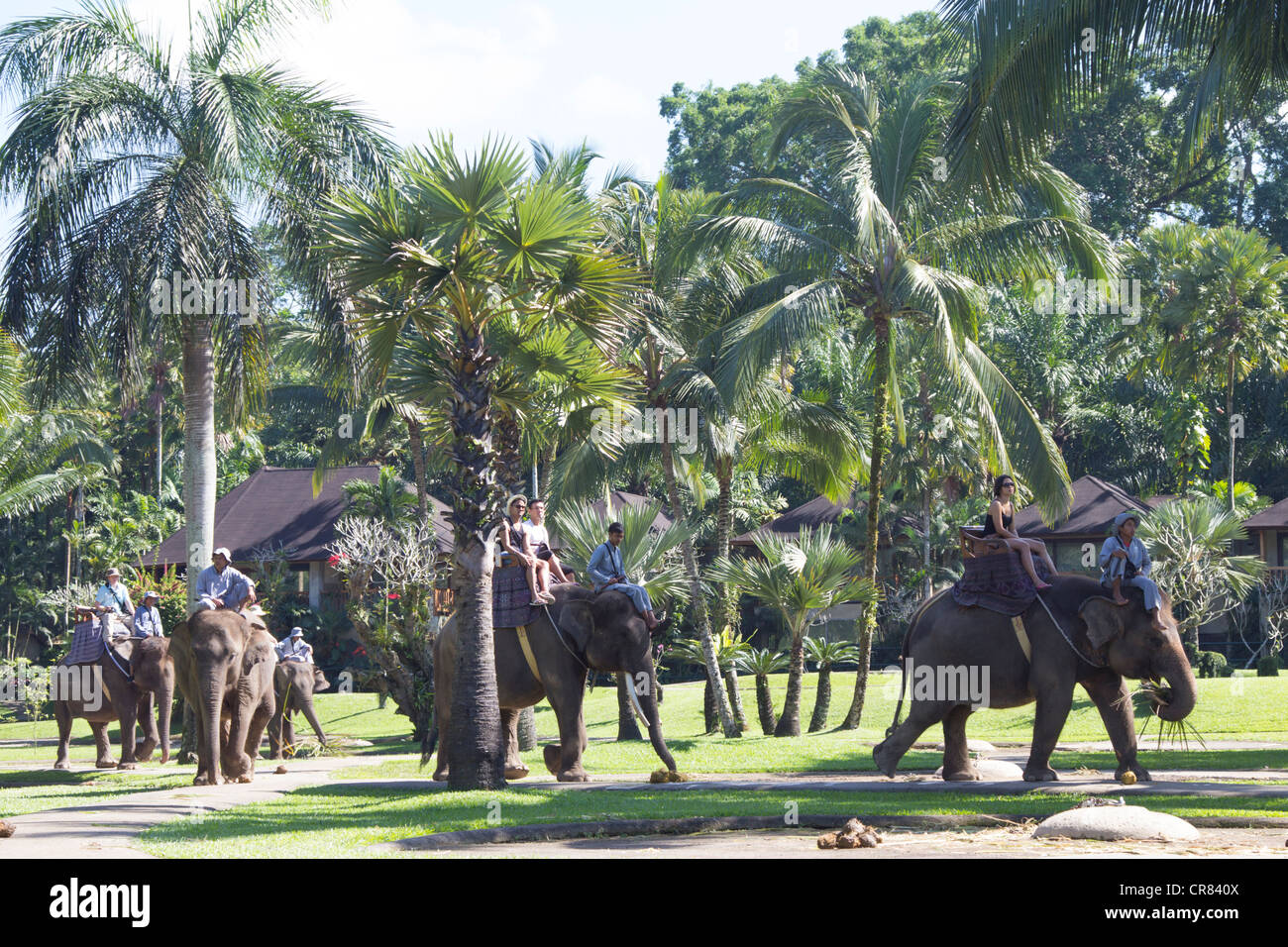 Elephant Safari Park - Bali - Indonesia Stock Photo - Alamy