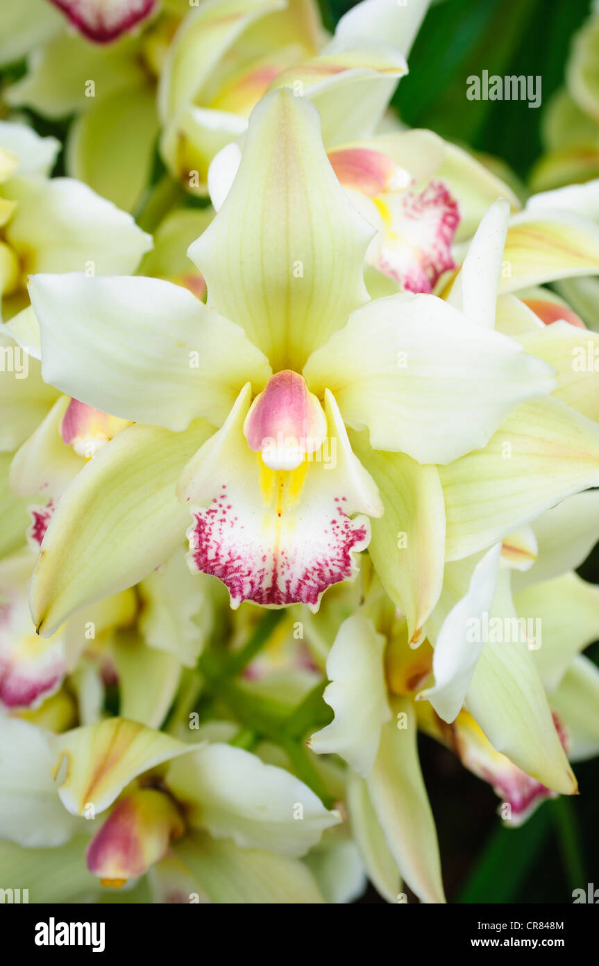 Cream Colored Flowers High Resolution Stock Photography and Images - Alamy