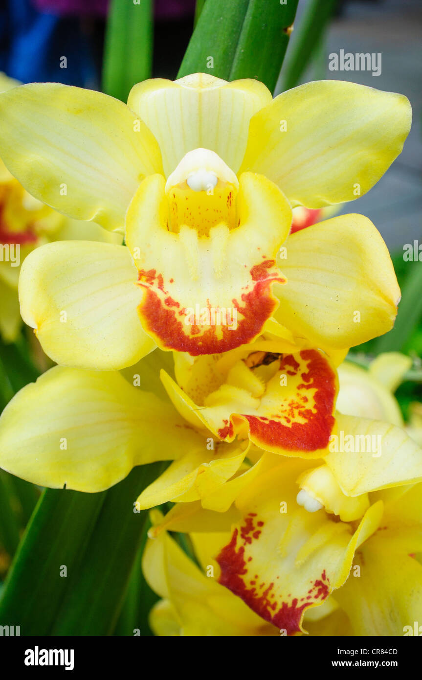 Asian orchids hi-res stock photography and images - Alamy
