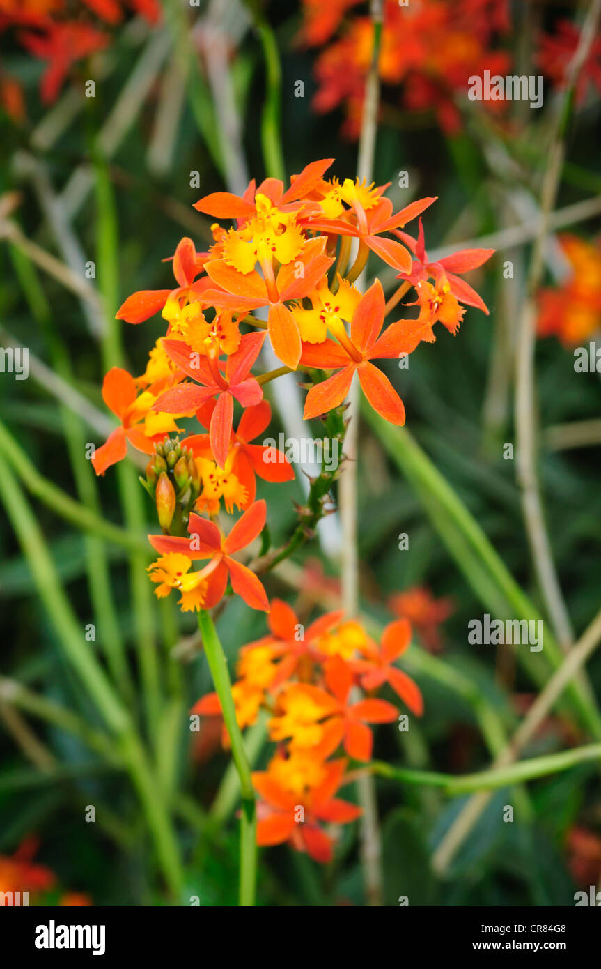 Orchids in the Epidendrum genus Stock Photo - Alamy