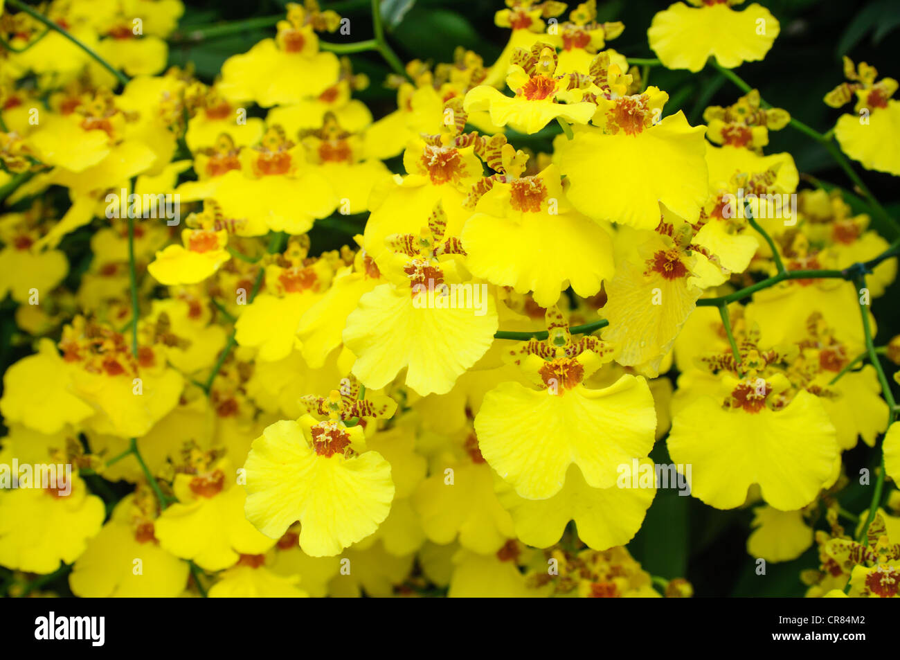 Dancing lady orchid hi-res stock photography and images - Alamy