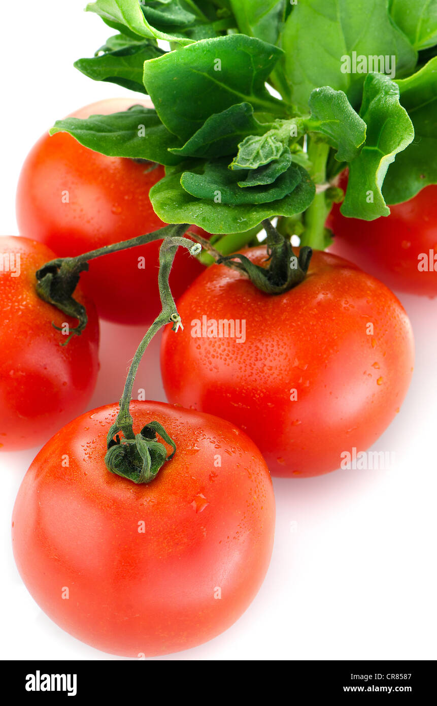 Red ripe tomato vine isolated on white background Stock Photo - Alamy