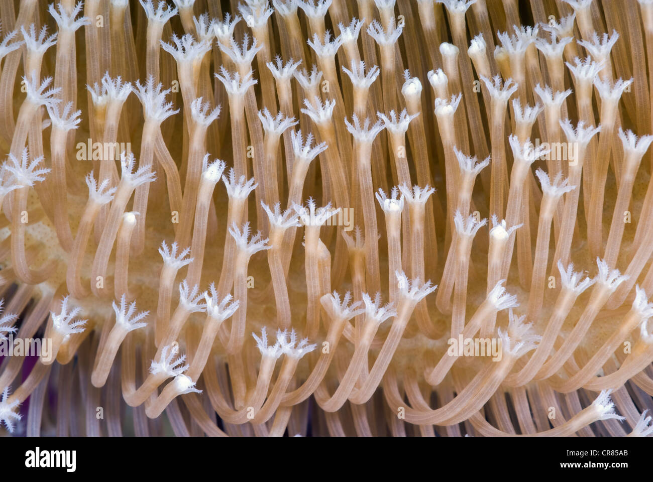 Mushroom leather coral polyps, Sarcophyton sp., Bunaken Marine Park ...