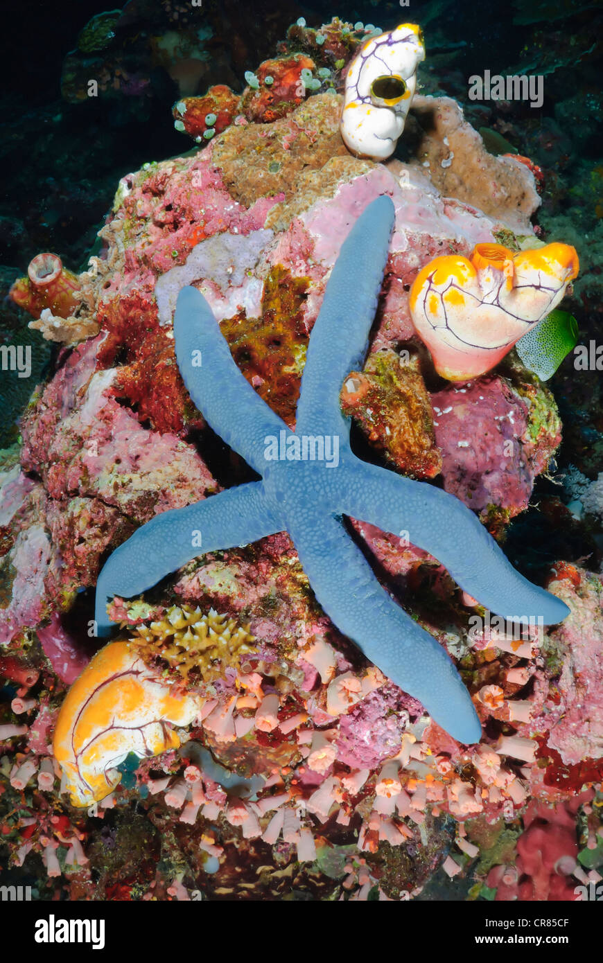 Blue sea star, Linckia laevigata, Bunaken Marine Park, Sulawesi ...