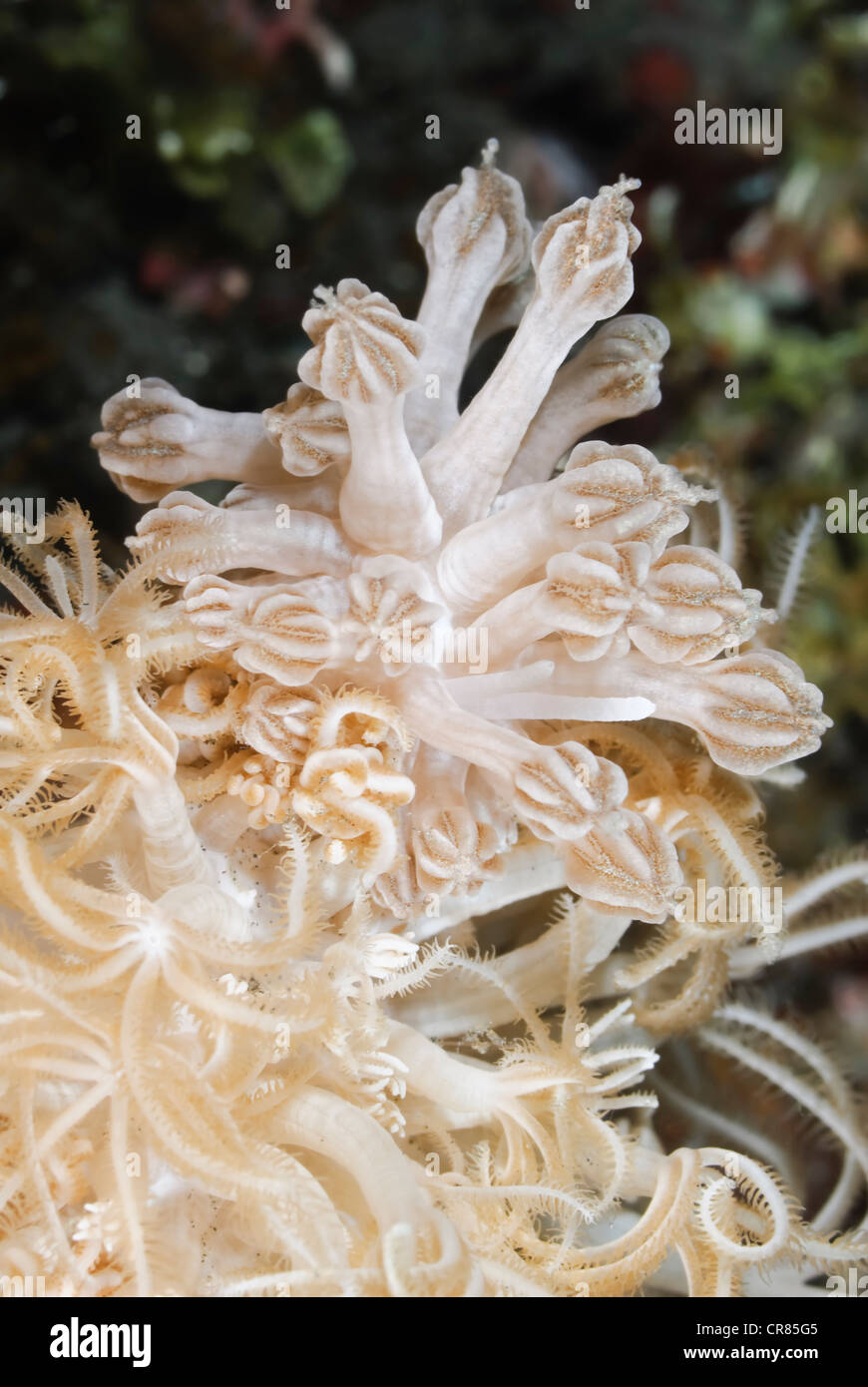 Rudman's Phyllodesmium sea slug, Phyllodesmium rudmani, mimics Xenia ...