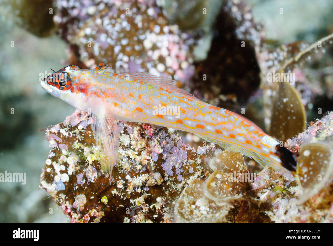 Crocodilichthys gracilis hi-res stock photography and images - Alamy