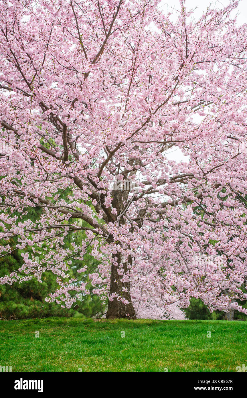 A Prunus xyedoensis 'Afterglow', aka Yoshino cherry tree Stock Photo ...