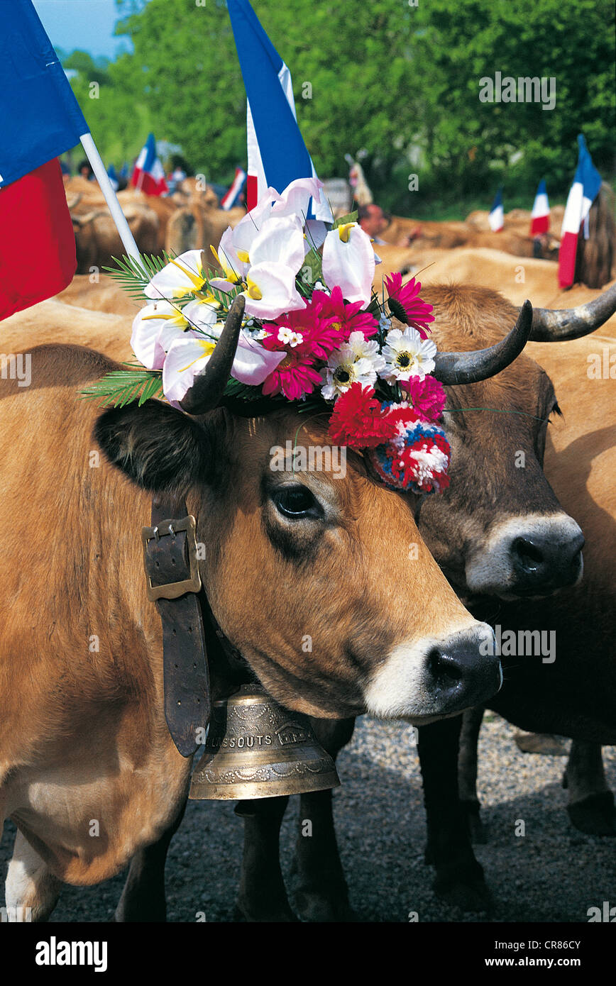 France, Aveyron, festival of transhumance in Aubrac Stock Photo - Alamy