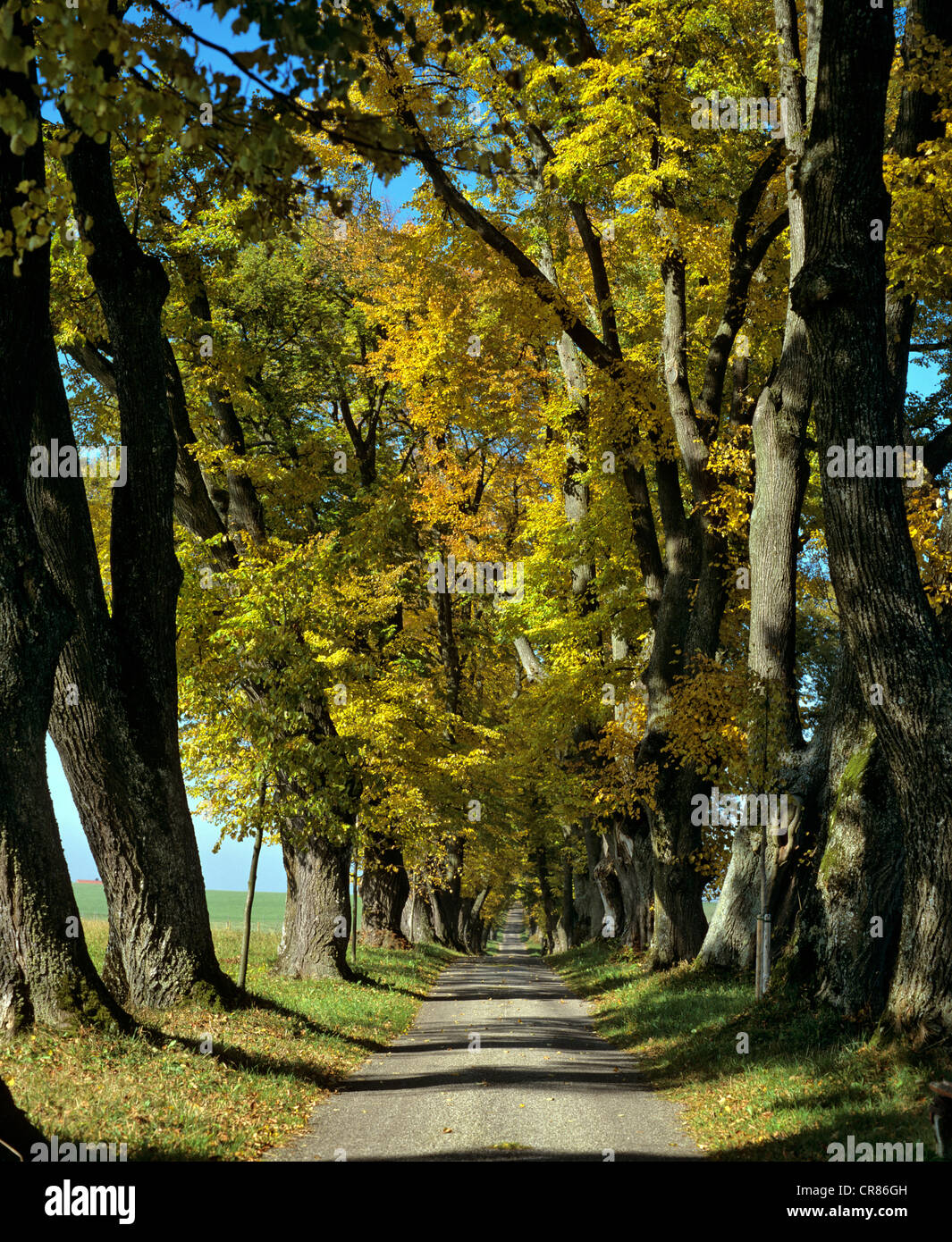 Kurfuerst-Wenzelslaus-Allee, Avenue of Prince Clemens Wenceslaus of ...