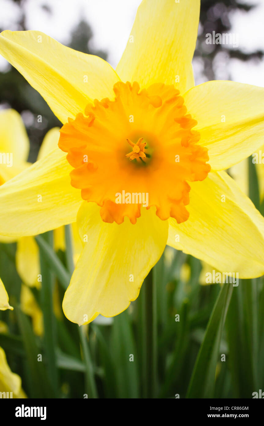 A large cupped daffodil, aka Narcissus 'Fortissimo' flower Stock Photo ...