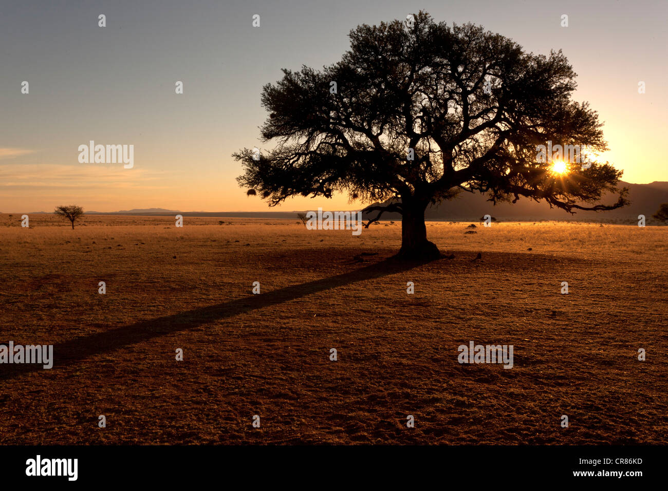 Acacia (Acacia) in Namtib Biosphere Reserve, Namibia, Africa Stock ...