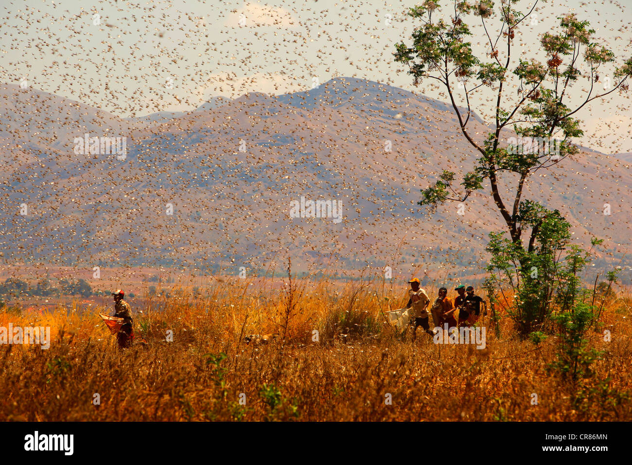 Locust plague in the highlands of Madagascar, Africa, Indian Ocean ...