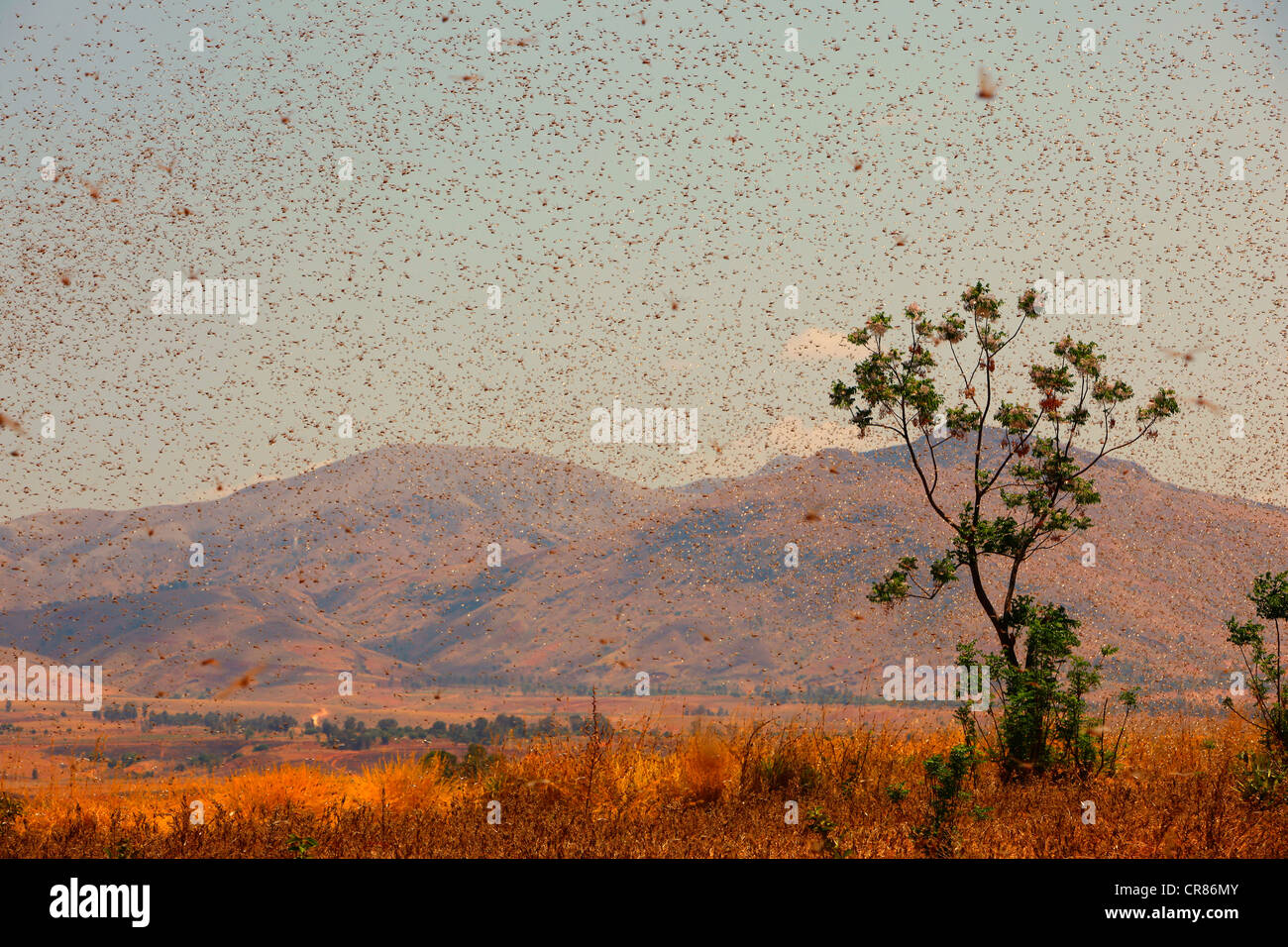 Locust plague in the highlands of Madagascar, Africa, Indian Ocean ...