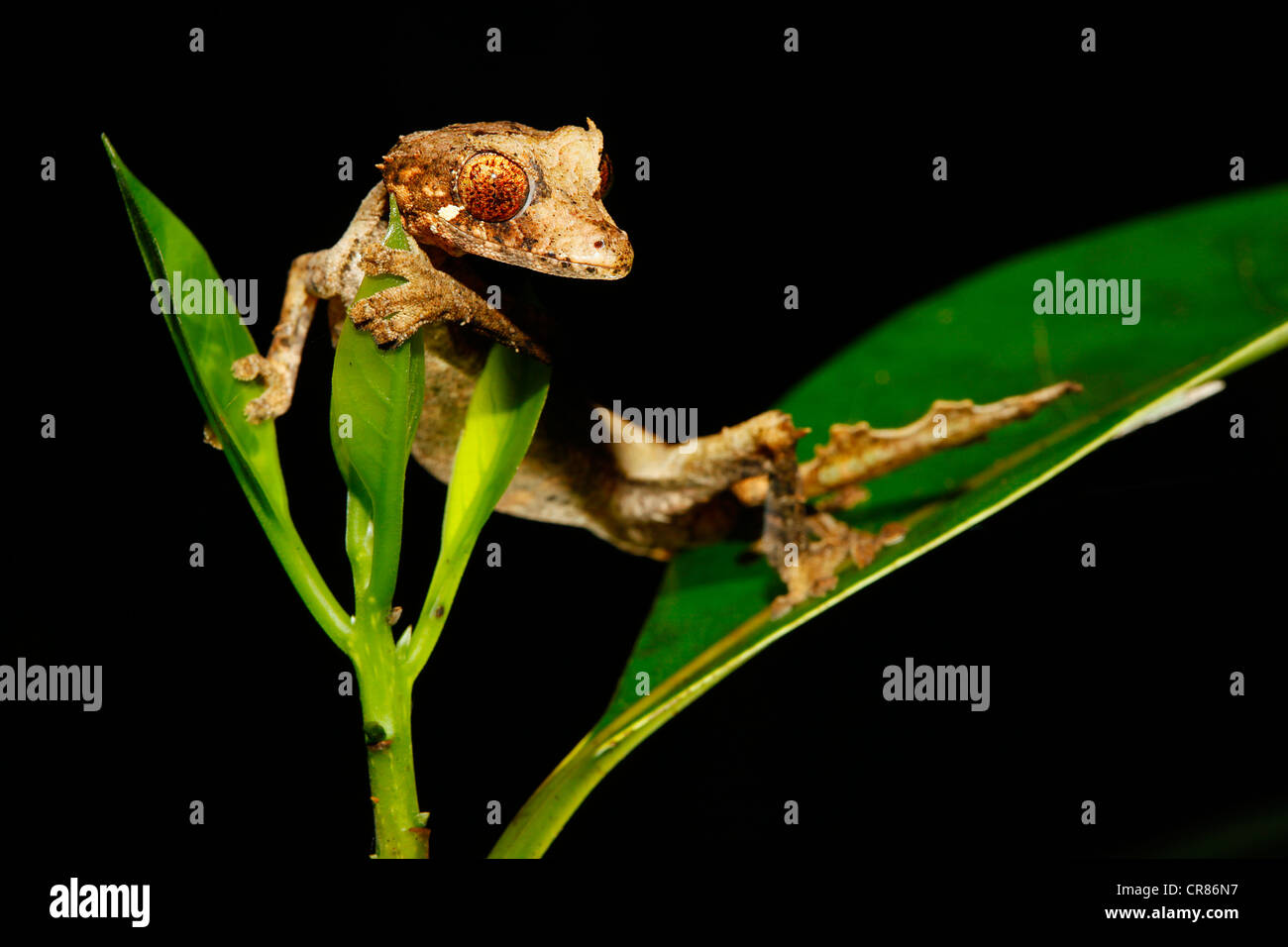 Indian geckos hi-res stock photography and images - Alamy
