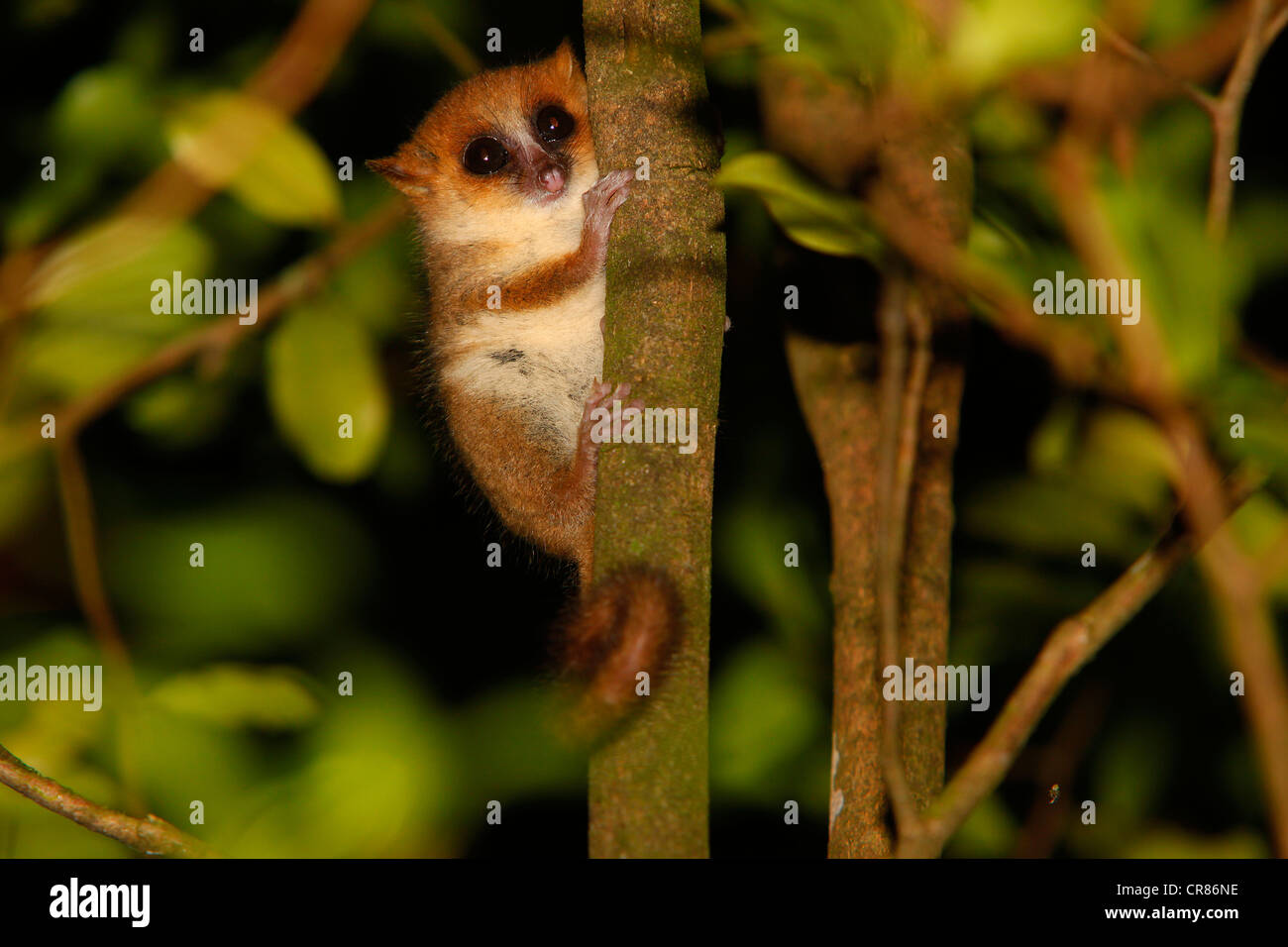 Rufous Mouse Lemur (Microcebus rufus), Montagne d'Ambre National Park ...