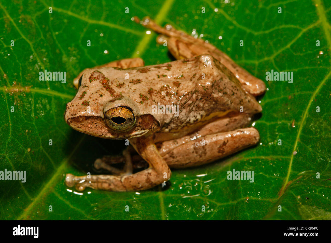 Madagascar tree frog species (Boophis tephraeomystax), Montagne d'Ambre ...
